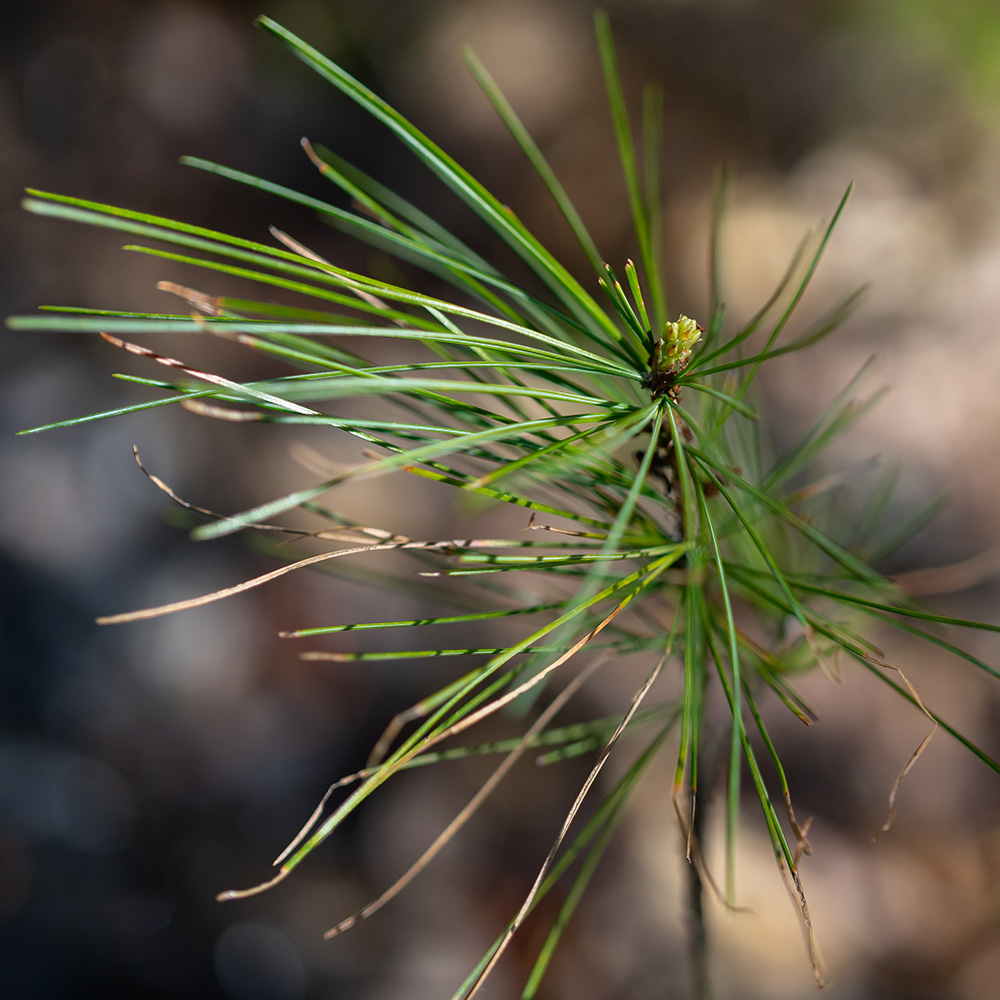 Pinus strobus – Native Gardens of Blue Hill