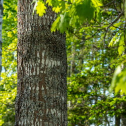 Quercus rubra – Native Gardens of Blue Hill