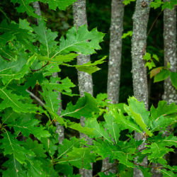 Quercus rubra – Native Gardens of Blue Hill