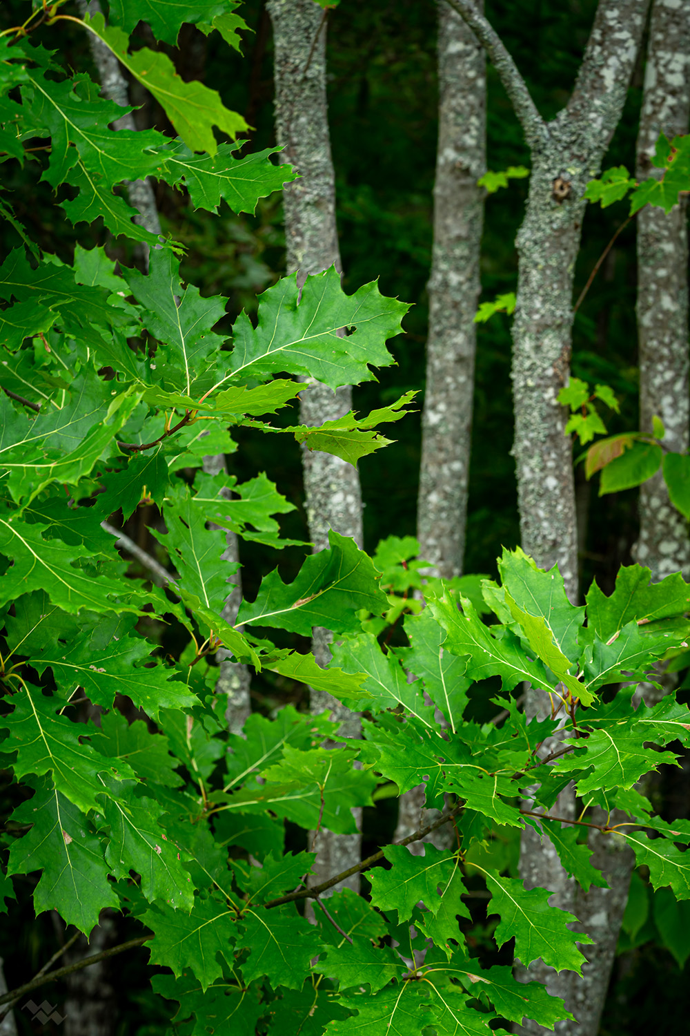 Quercus rubra – Native Gardens of Blue Hill