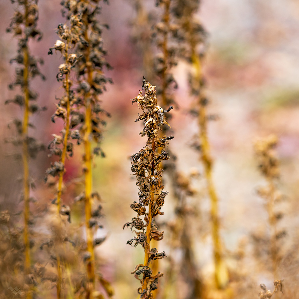 Lobelia siphilitica – Native Gardens of Blue Hill