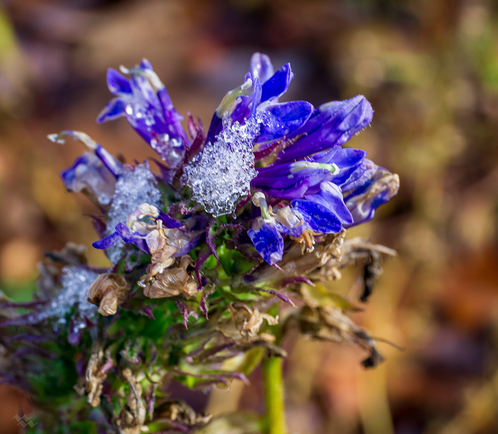 Lobelia siphilitica – Native Gardens of Blue Hill