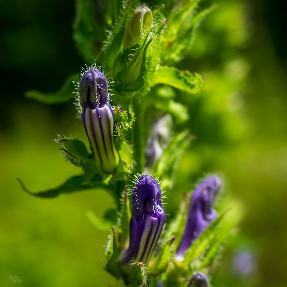 Lobelia siphilitica – Native Gardens of Blue Hill