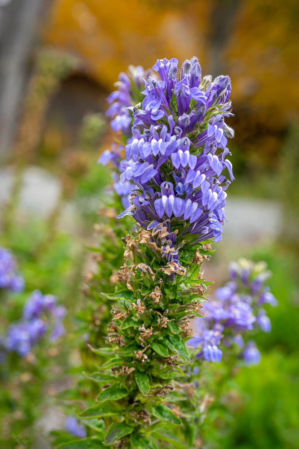 Lobelia siphilitica – Native Gardens of Blue Hill