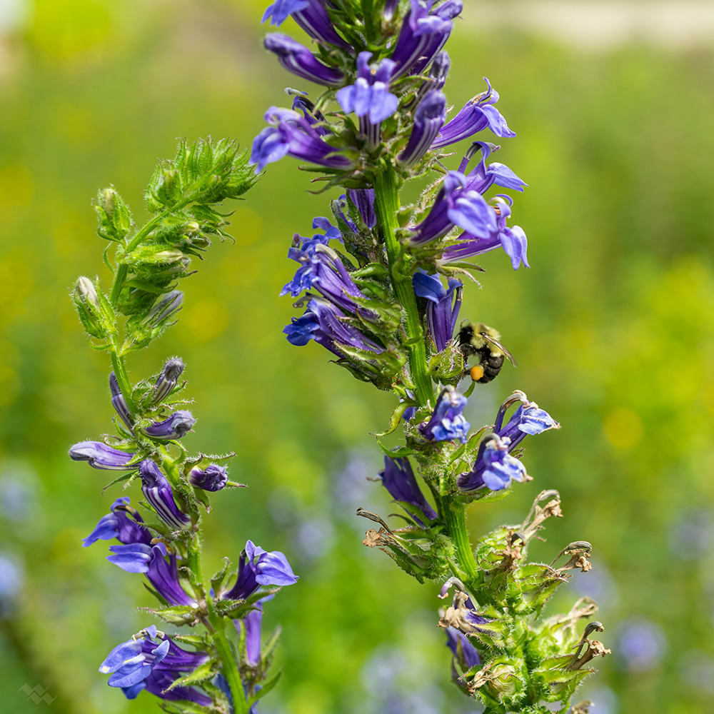 Lobelia siphilitica – Native Gardens of Blue Hill