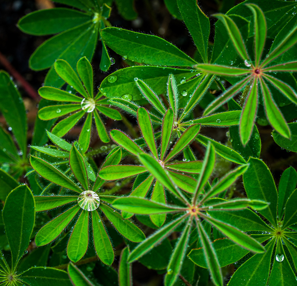 Lupinus perennis – Native Gardens of Blue Hill