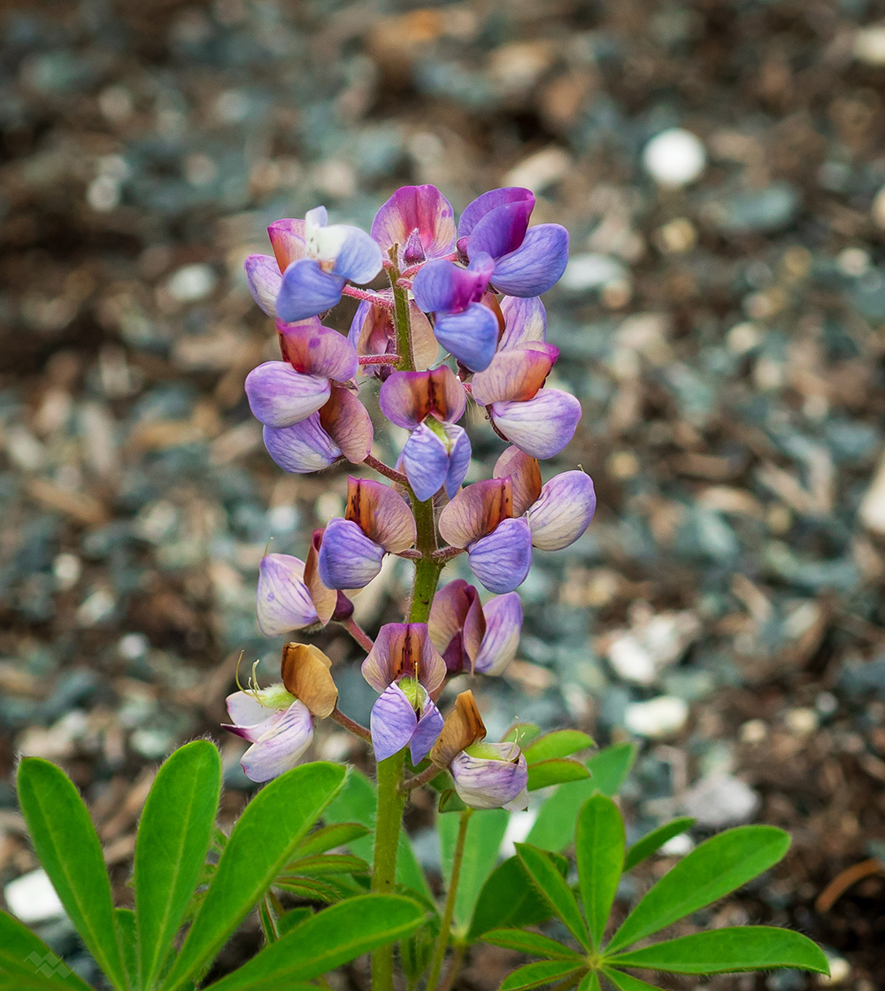 Lupinus perennis – Native Gardens of Blue Hill