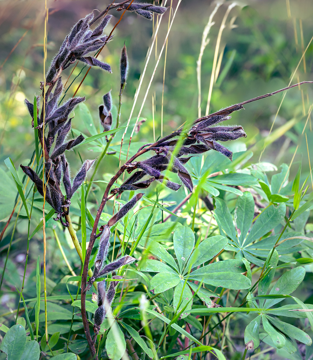 Lupinus perennis – Native Gardens of Blue Hill
