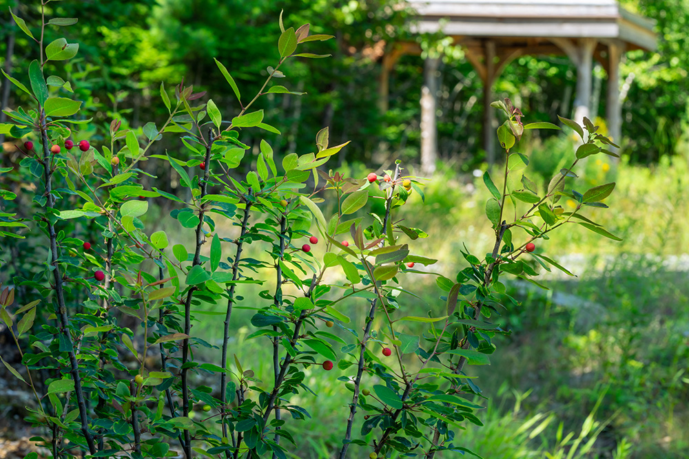 Ilex mucronata – Native Gardens of Blue Hill