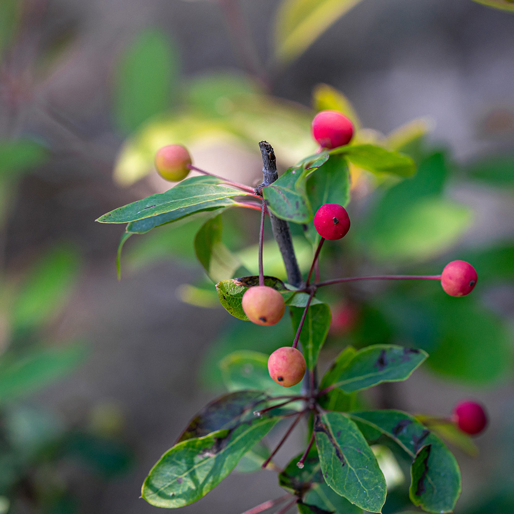 Ilex mucronata – Native Gardens of Blue Hill