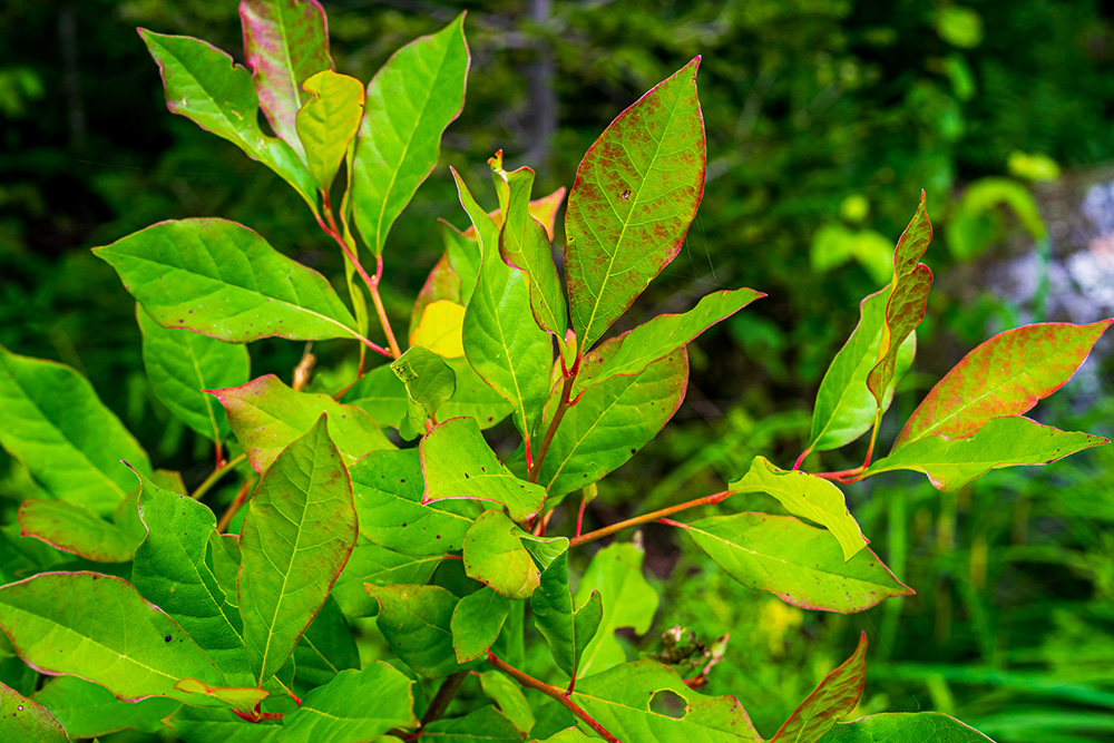 Nyssa sylvatica – Native Gardens of Blue Hill