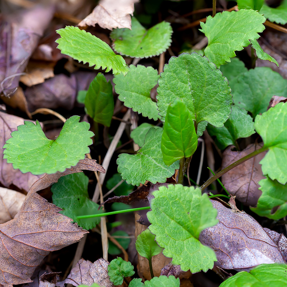 Packera aurea – Native Gardens of Blue Hill