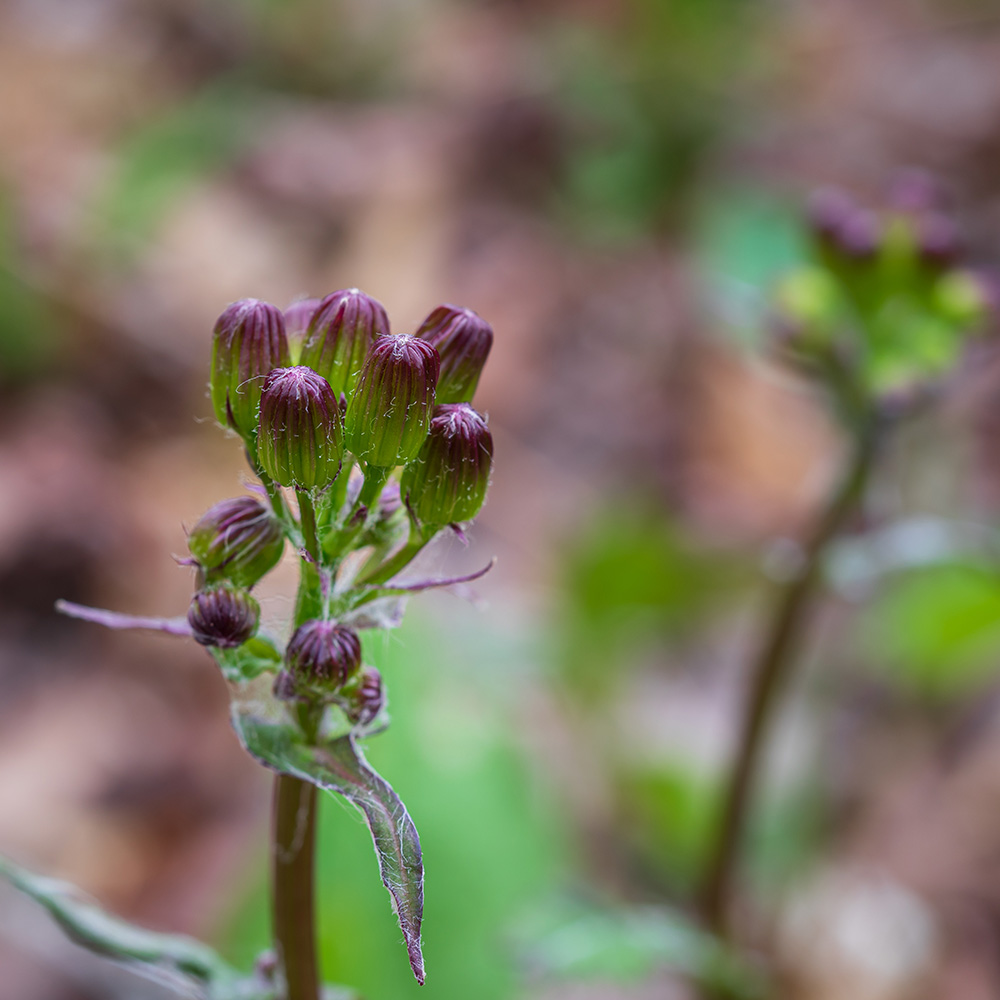 Packera aurea – Native Gardens of Blue Hill