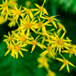 Packera aurea – Native Gardens of Blue Hill