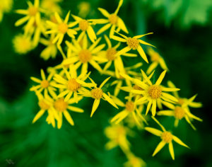 Packera aurea – Native Gardens of Blue Hill