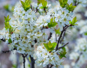 Prunus maritima – Native Gardens of Blue Hill