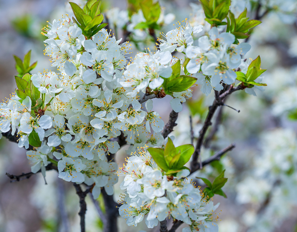 Prunus maritima – Native Gardens of Blue Hill