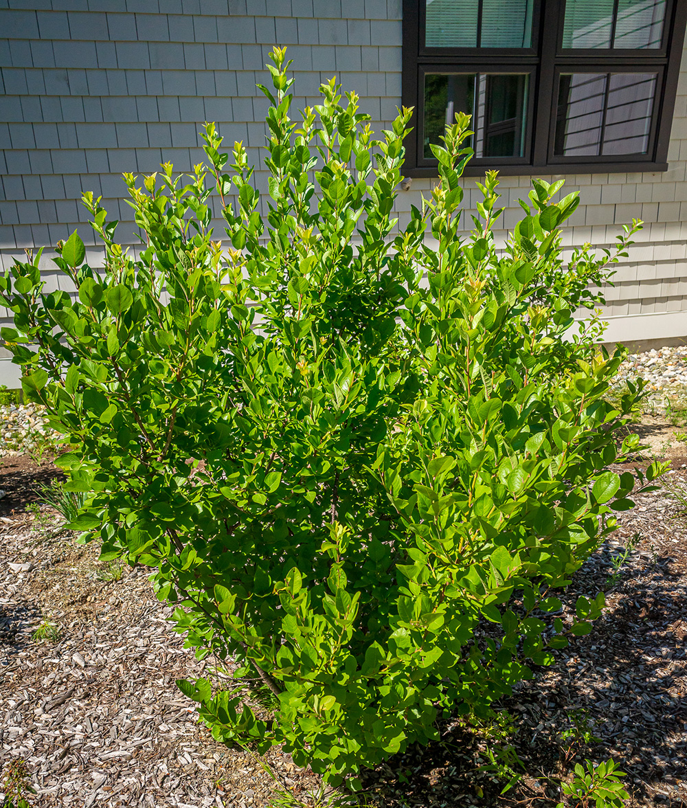 Prunus maritima – Native Gardens of Blue Hill