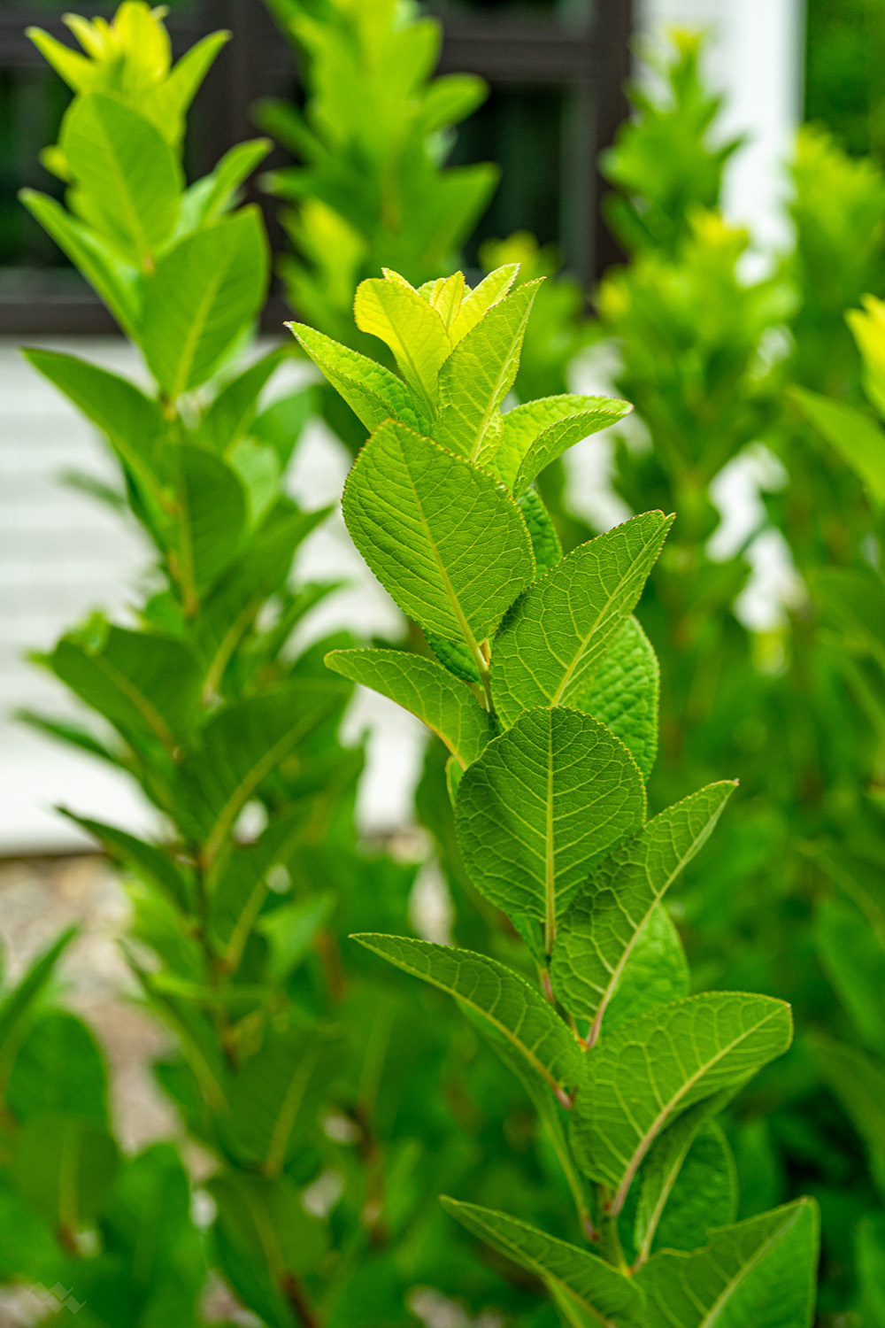Prunus maritima – Native Gardens of Blue Hill