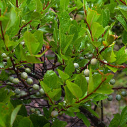 Prunus maritima – Native Gardens of Blue Hill