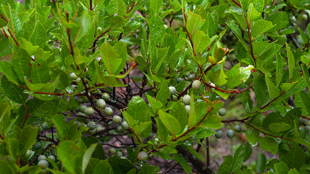 Prunus maritima – Native Gardens of Blue Hill