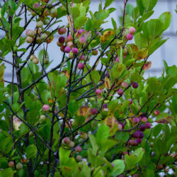 Prunus maritima – Native Gardens of Blue Hill