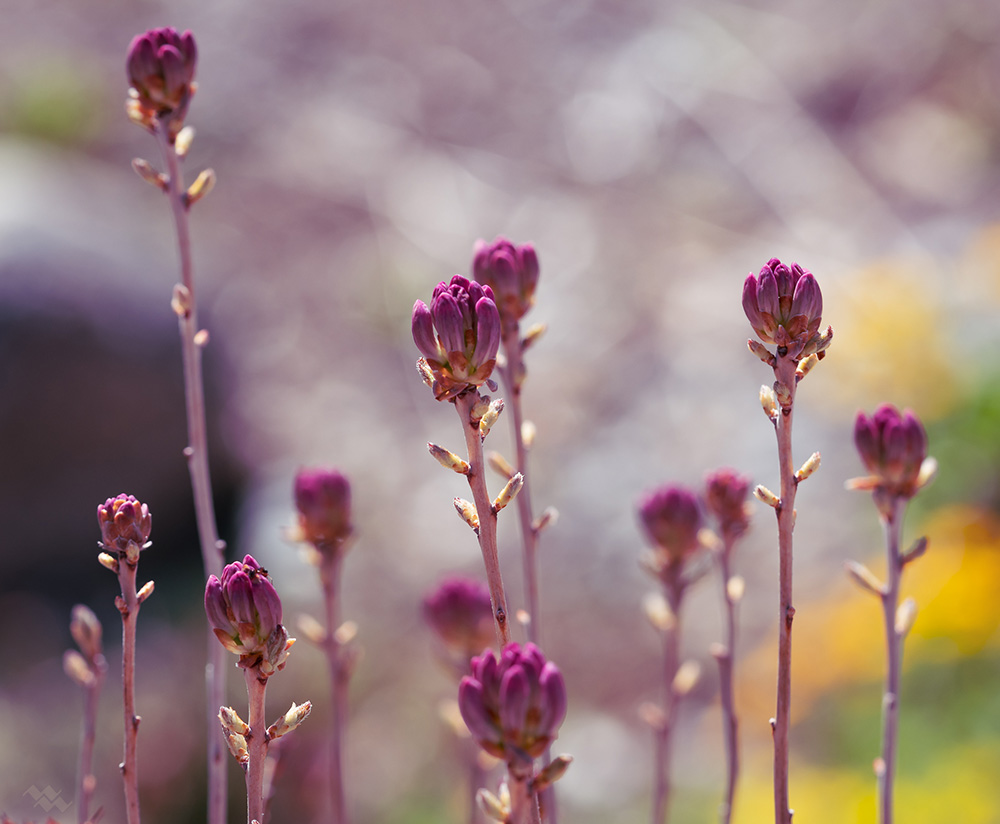 Rhododendron canadense – Native Gardens of Blue Hill