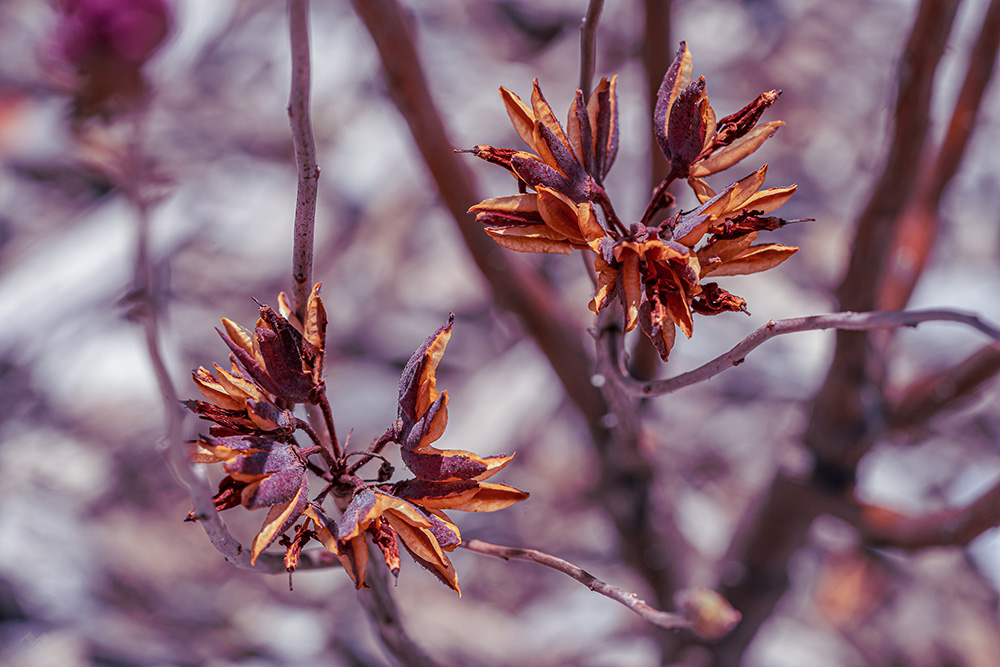 Rhododendron canadense – Native Gardens of Blue Hill