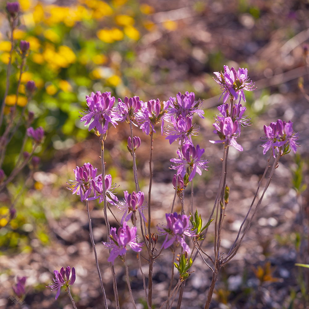 Rhododendron canadense – Native Gardens of Blue Hill