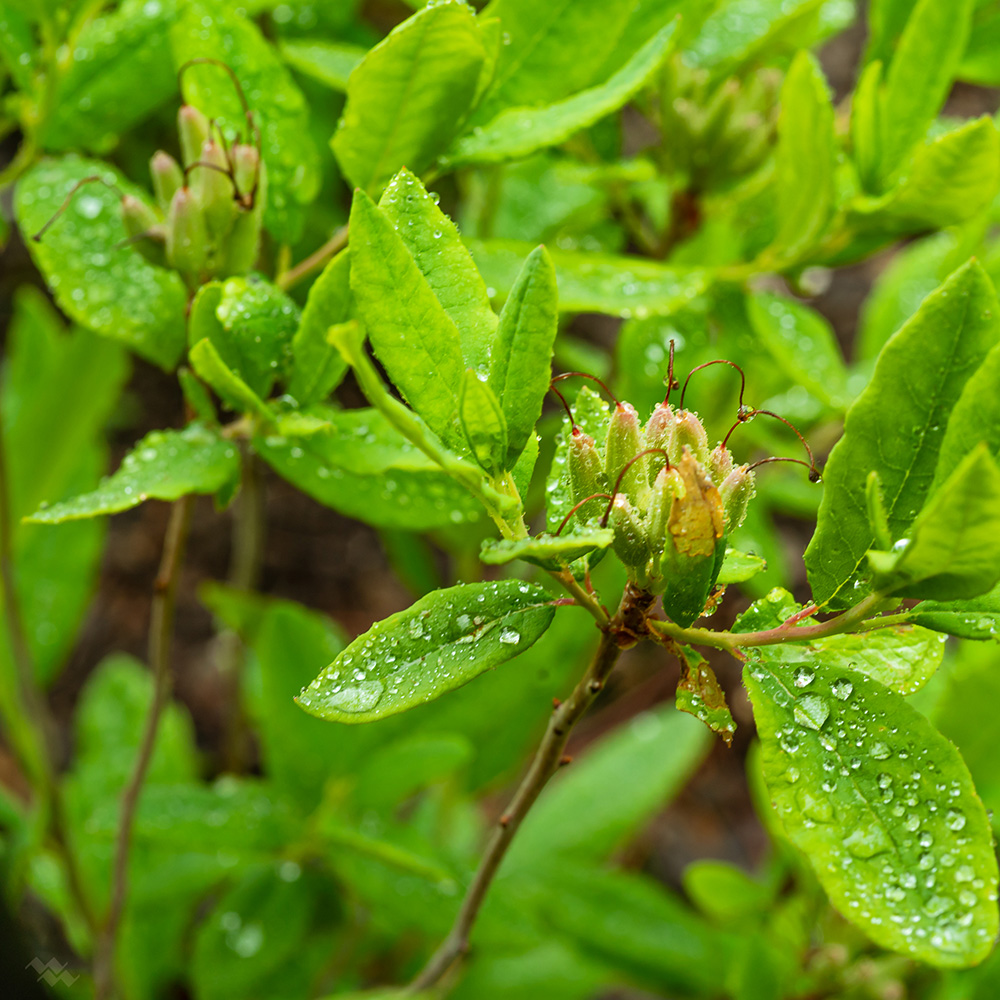 Rhododendron canadense – Native Gardens of Blue Hill