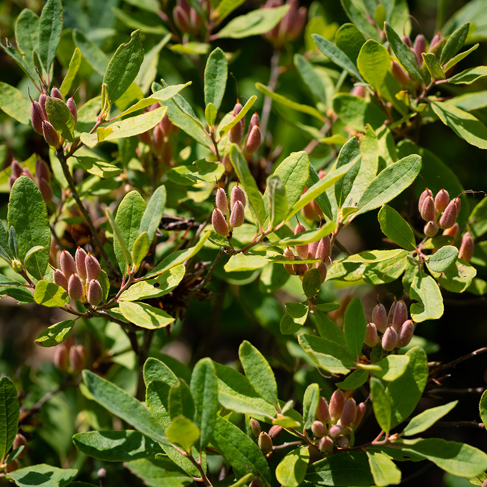 Rhododendron canadense – Native Gardens of Blue Hill