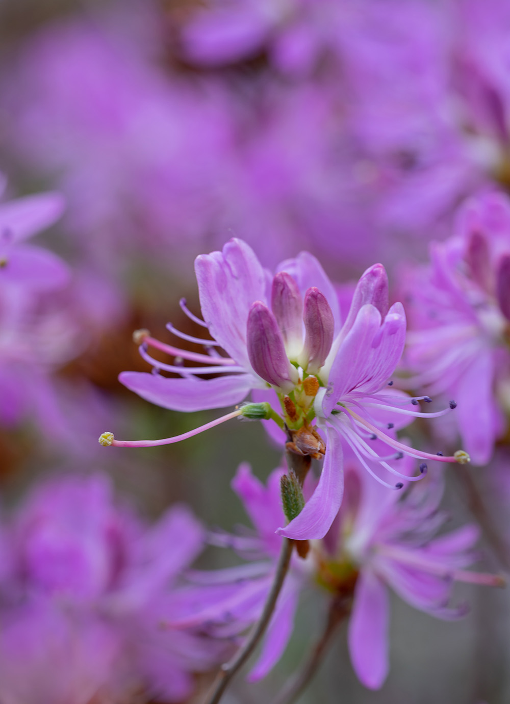 Rhododendron canadense – Native Gardens of Blue Hill