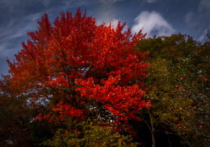 Acer rubrum – Native Gardens of Blue Hill