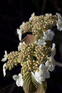 Viburnum lantanoides – Native Gardens of Blue Hill