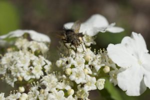 Viburnum lantanoides – Native Gardens of Blue Hill