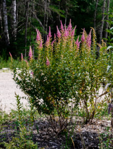 Spiraea tomentosa – Native Gardens of Blue Hill