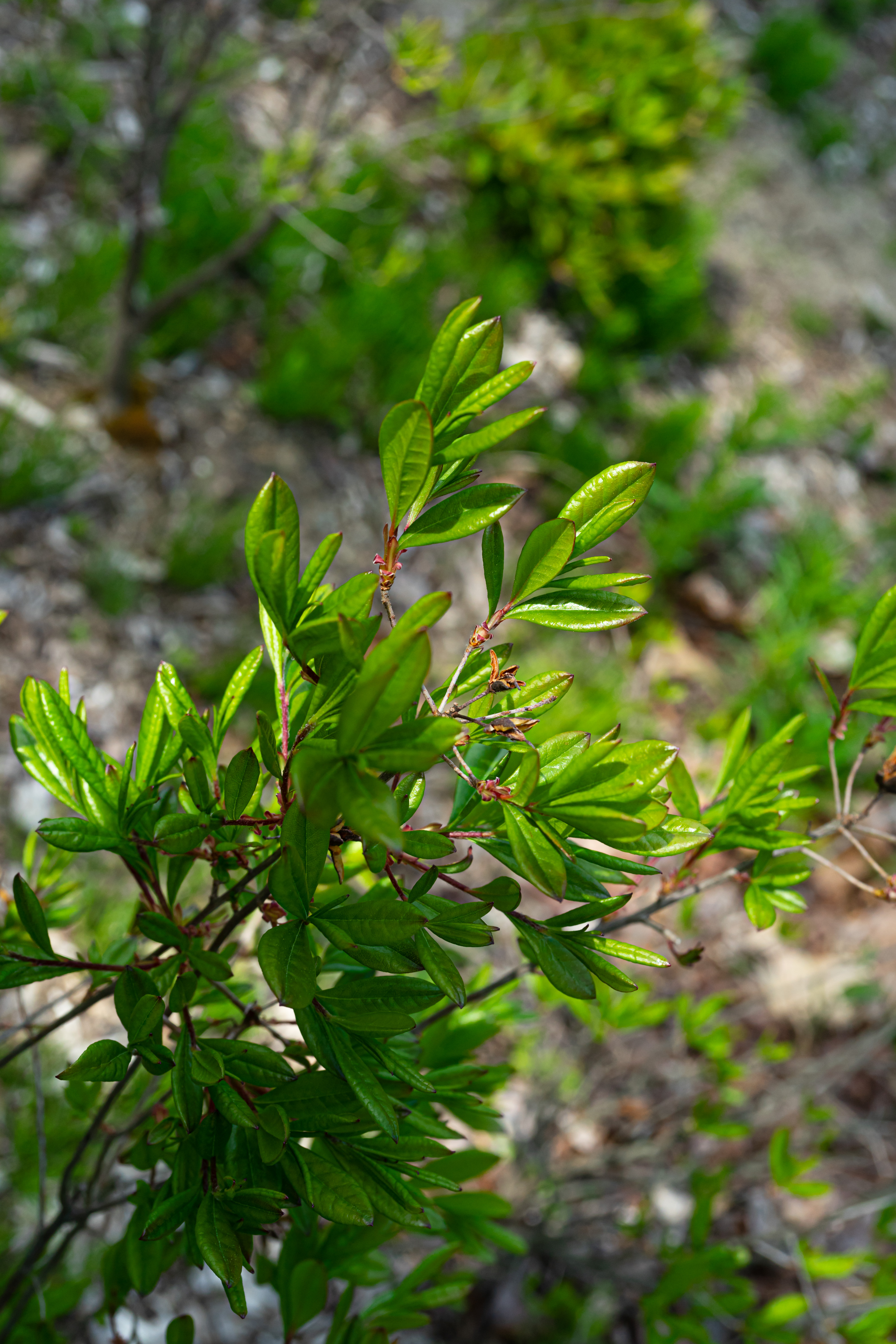Rhododendron viscosum – Native Gardens of Blue Hill