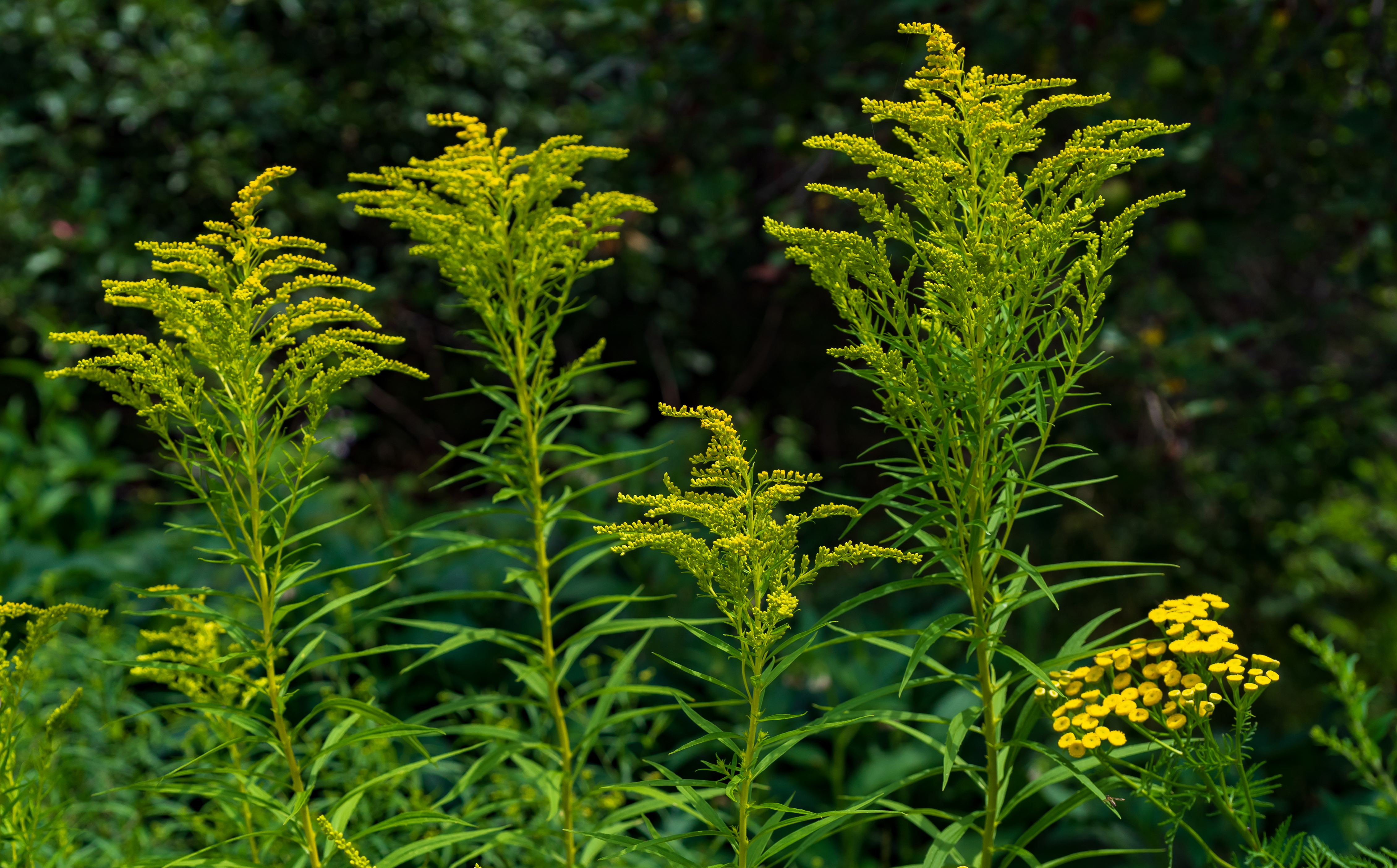 Solidago canadensis – Native Gardens of Blue Hill