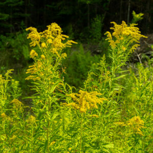 Solidago canadensis – Native Gardens of Blue Hill