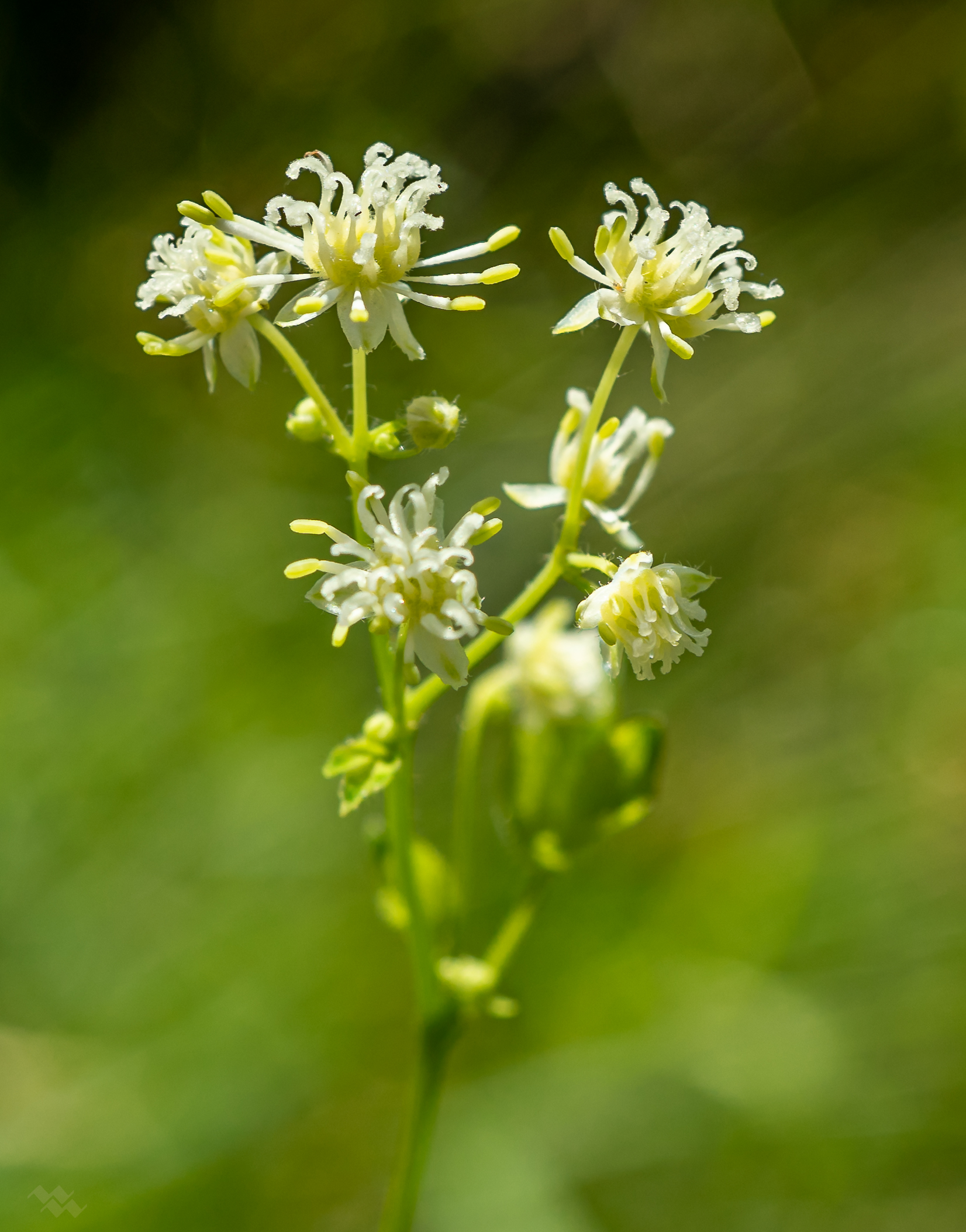 Thalictrum pubescens – Native Gardens of Blue Hill