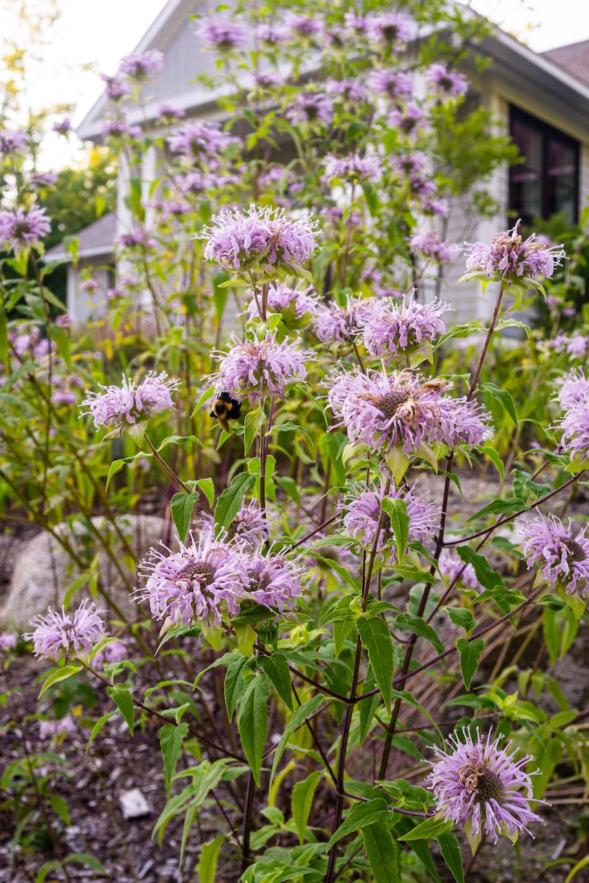 Monarda fistulosa – Native Gardens of Blue Hill
