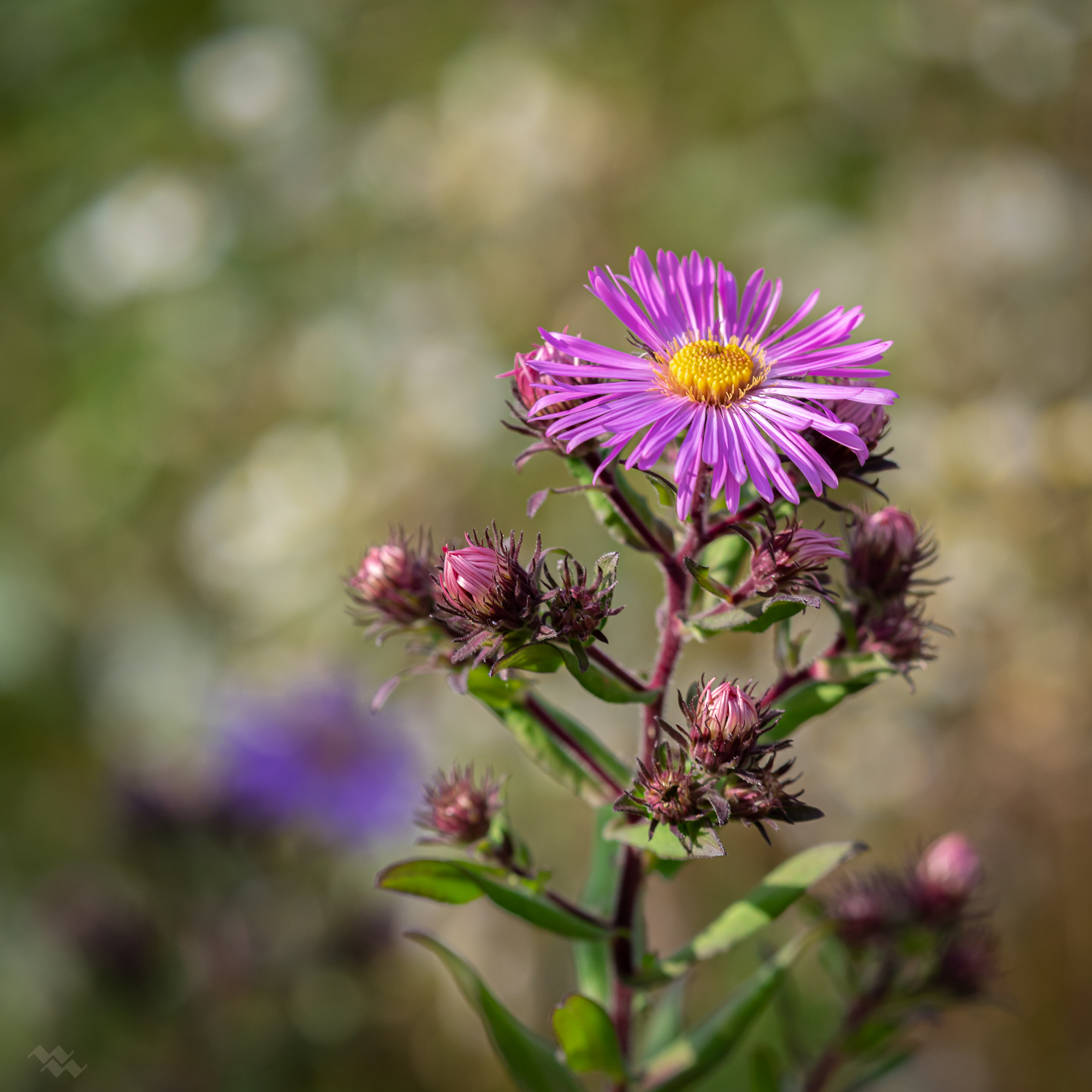 Symphyotrichum novae-angliae – Native Gardens of Blue Hill