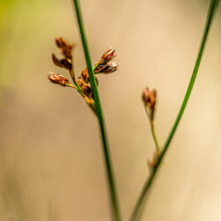 Juncus balticus – Native Gardens of Blue Hill