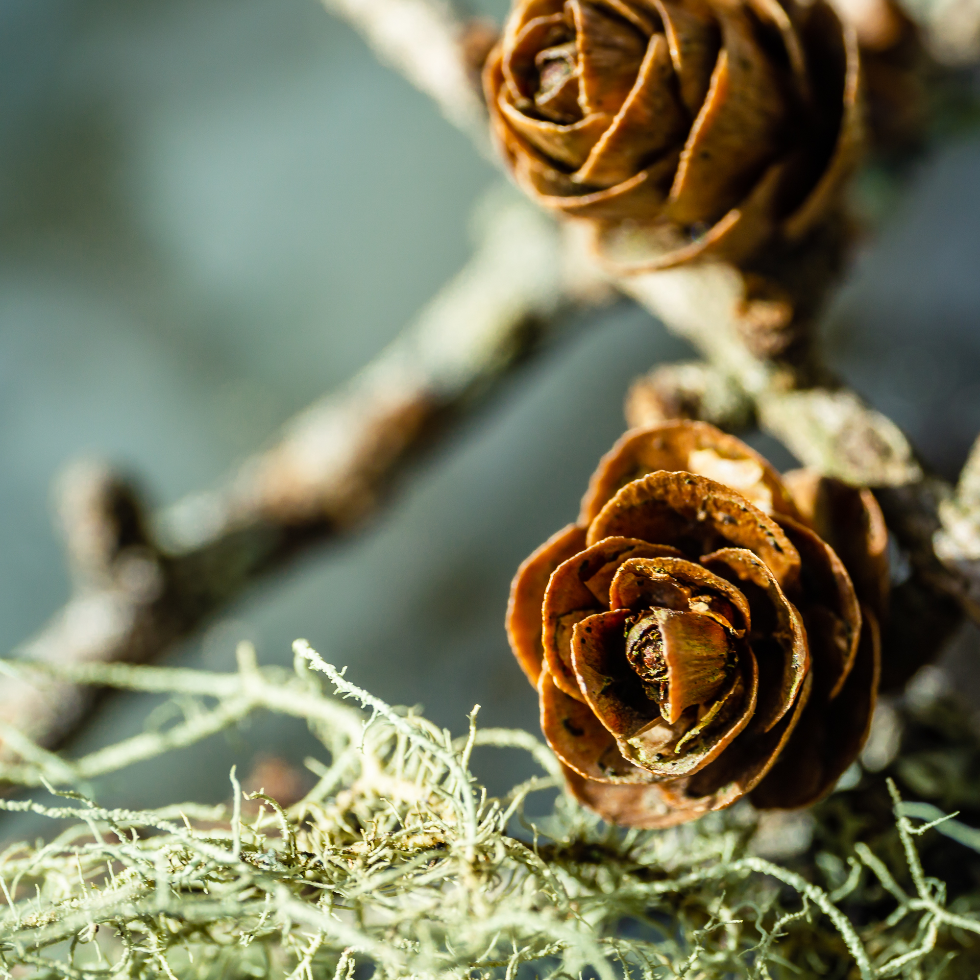 Larix laricina – Native Gardens of Blue Hill