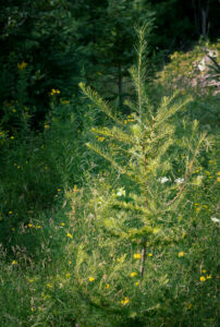 Larix laricina – Native Gardens of Blue Hill