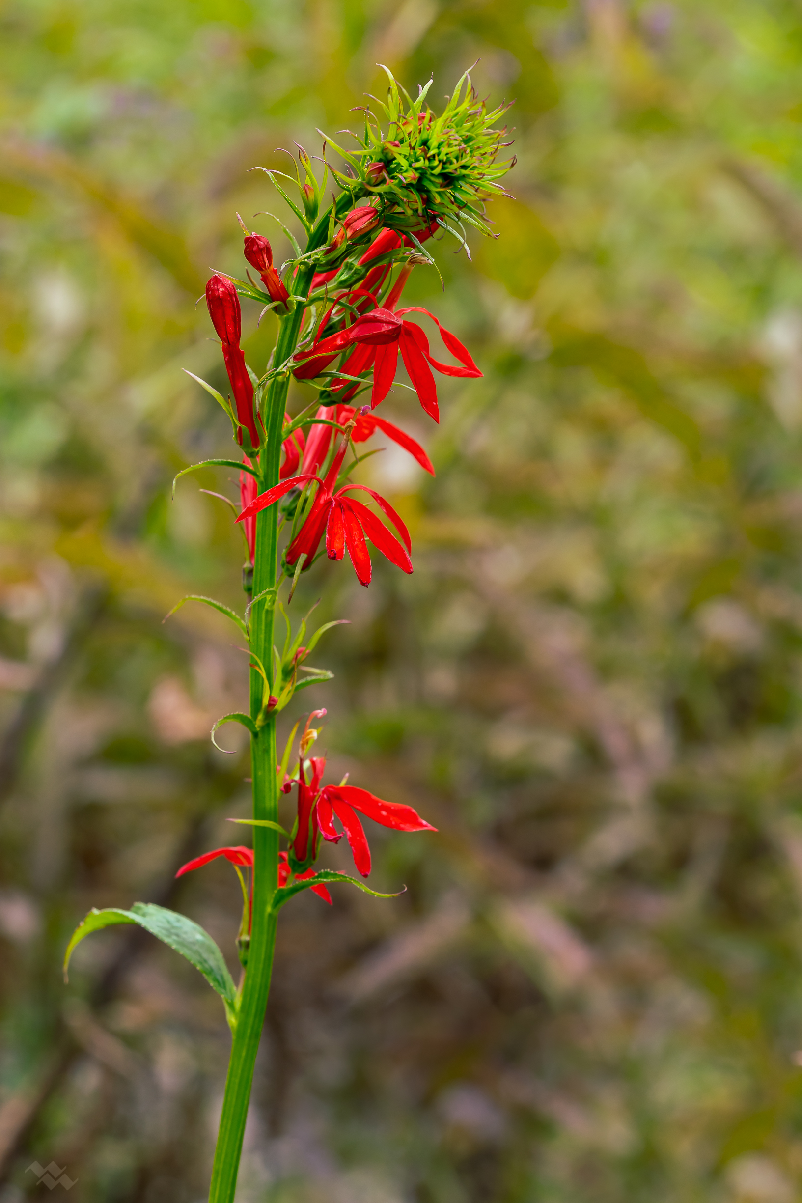 Lobelia cardinalis – Native Gardens of Blue Hill