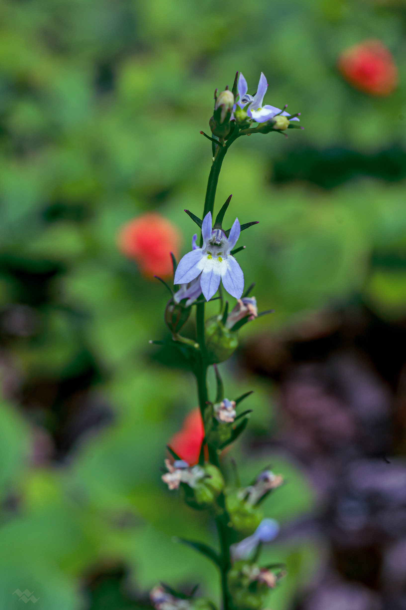 Lobelia inflata – Native Gardens of Blue Hill