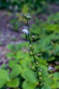Lobelia inflata – Native Gardens of Blue Hill