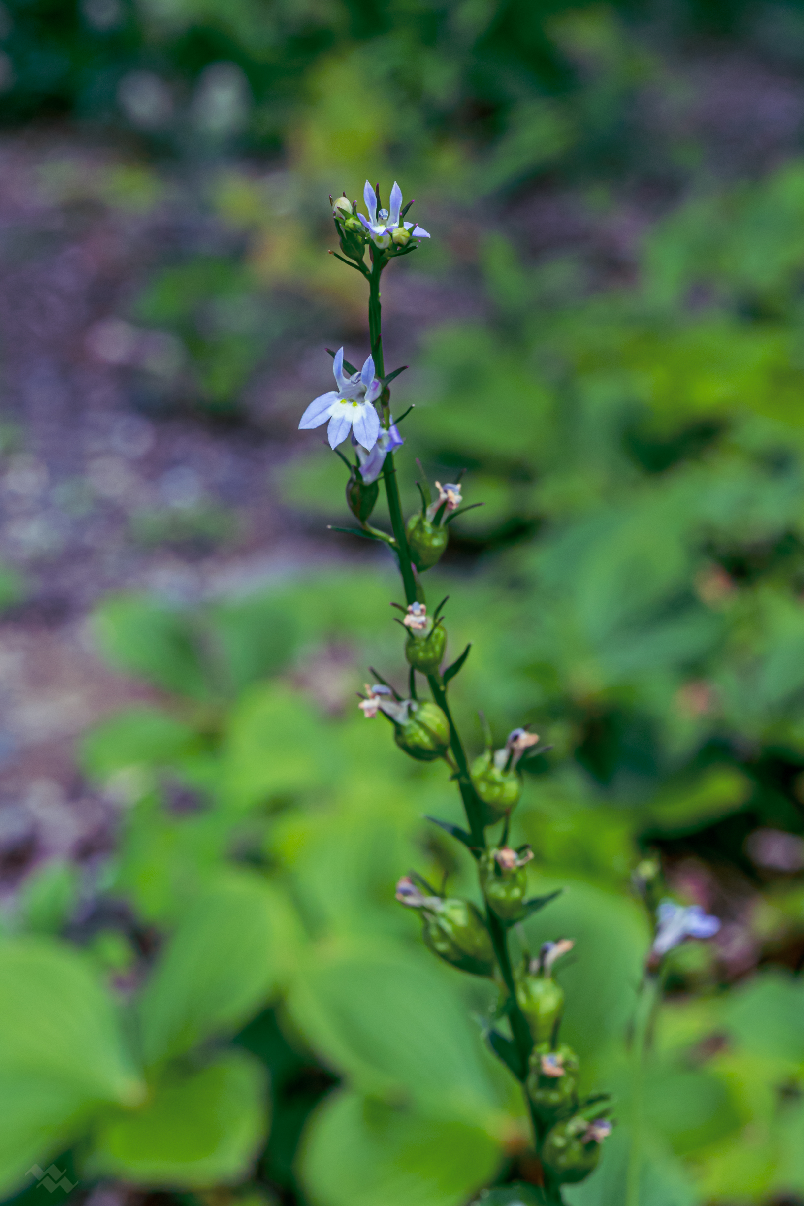 Lobelia inflata – Native Gardens of Blue Hill