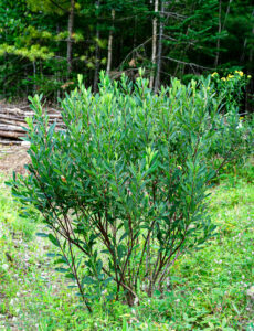 Myrica gale – Native Gardens of Blue Hill